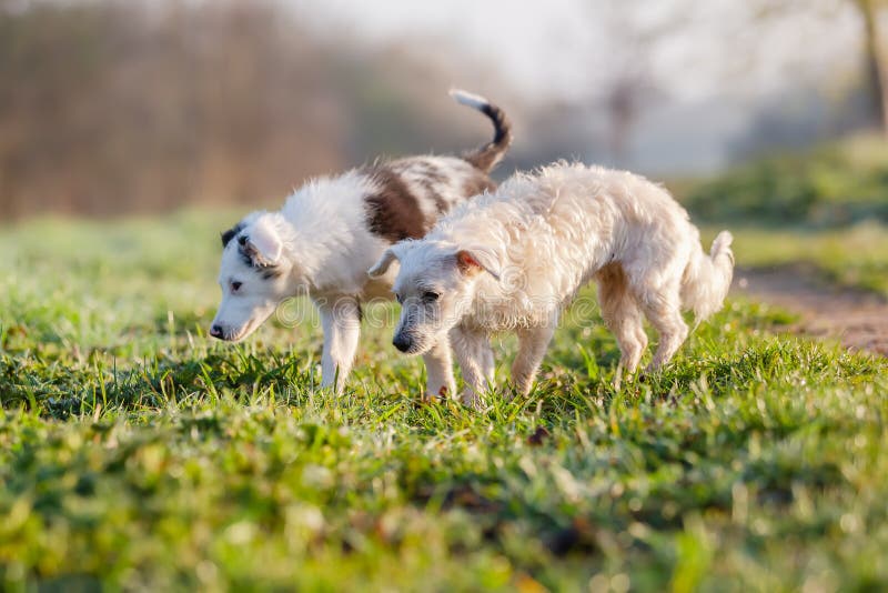 Two Small Dogs Walking on a Meadow Stock Image - Image of walking ...