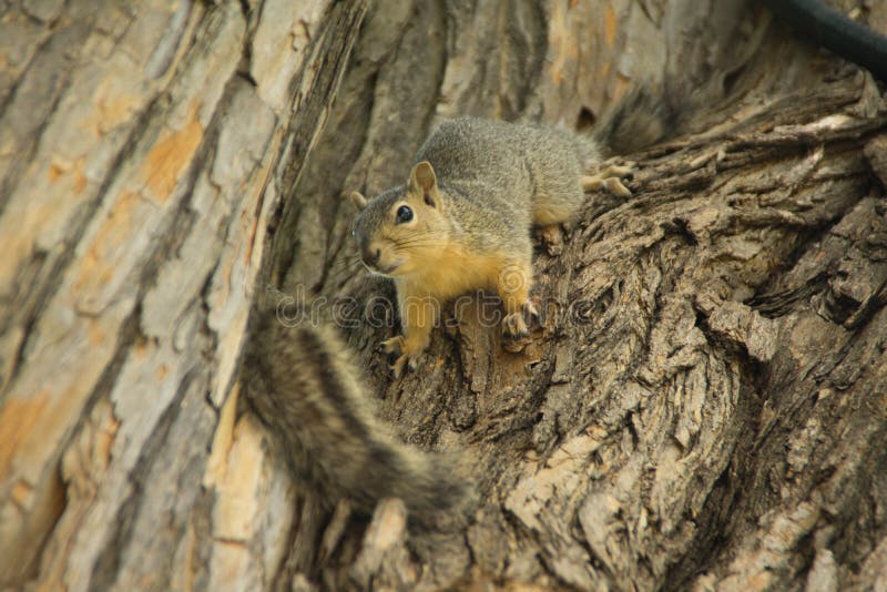 9,894 Cute Squirrels Stock Photos - Free & Royalty-Free Stock Photos from Dreamstime
