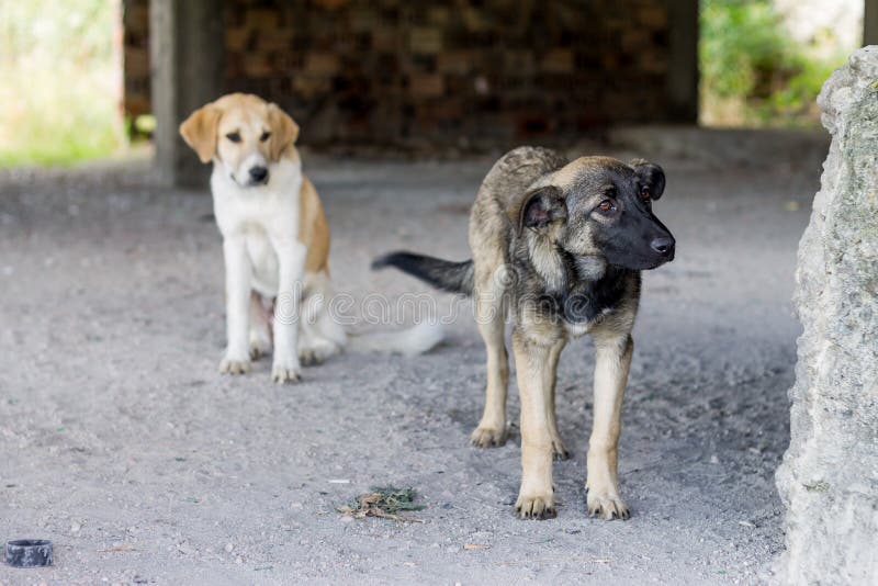 Two stray dogs stock image. Image of animal, behavior - 137630207