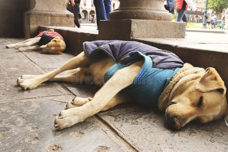 Two Cute Stray Dogs Sleep with the Same Pose. Stock Photo - Image of ...