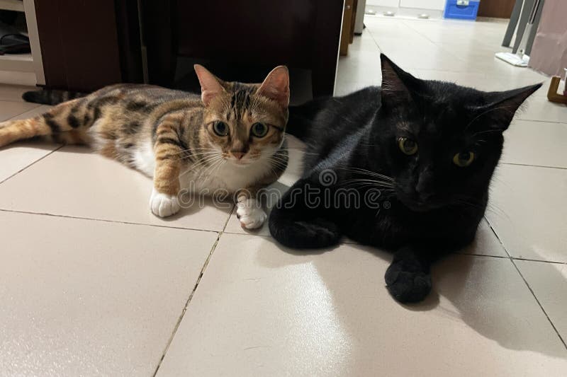 Two Cute Tabby Cat and Black Cat Crouching on the Floor Stock Image ...