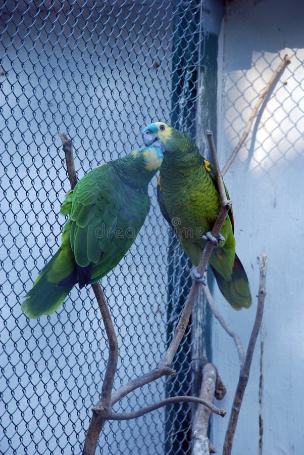 Cute Turquoise-fronted Parrots in the Cage Stock Image - Image of cage ...