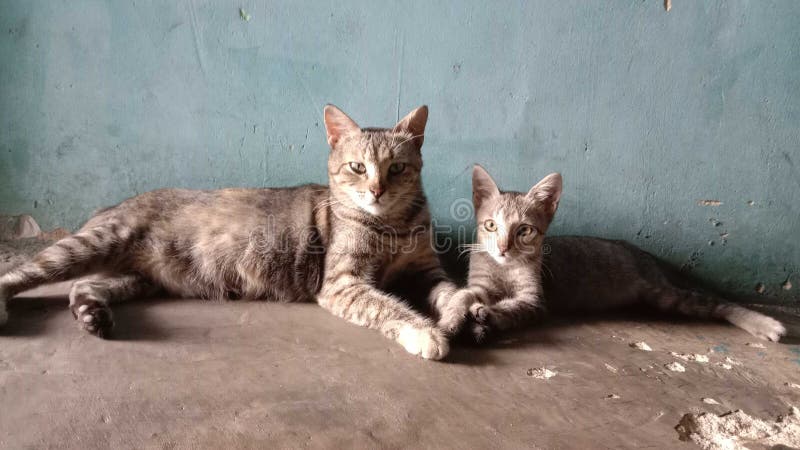 Two cute twin cats stock image. Image of grey, cute - 265038131