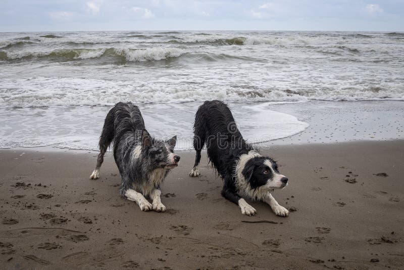 Two Border Collies Dogs Performing Play Bow Trick on the Beach Stock ...