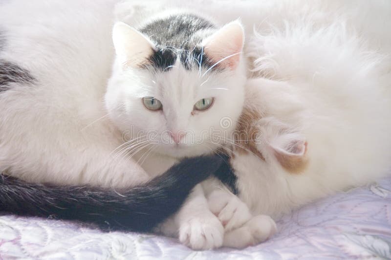 Two cute white cats stock image. Image of love, mammal - 101439701
