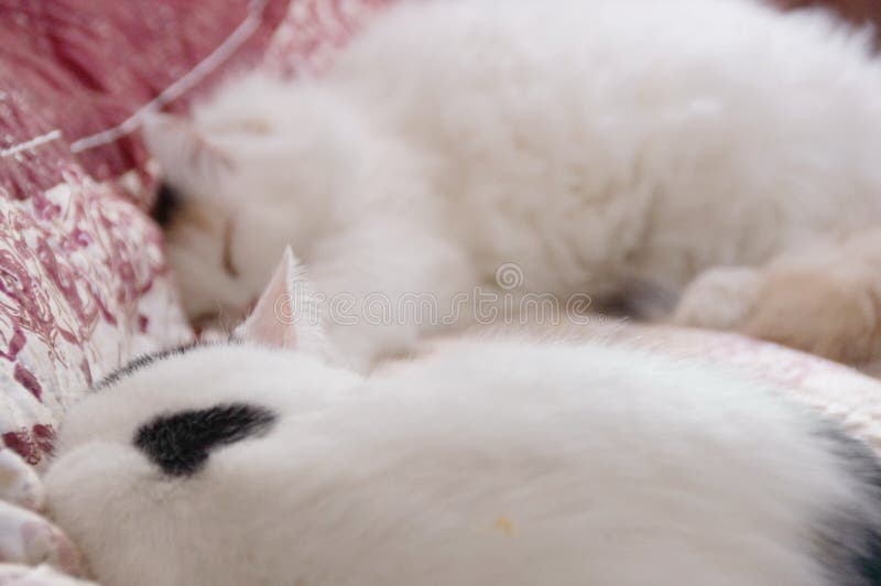 Two cute white cats stock image. Image of kitty, furry - 101388269