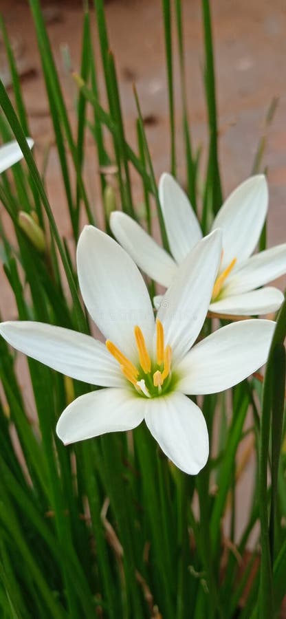 Two Cute White Lilly Plant with Pot Stock Photo - Image of white, lilly ...