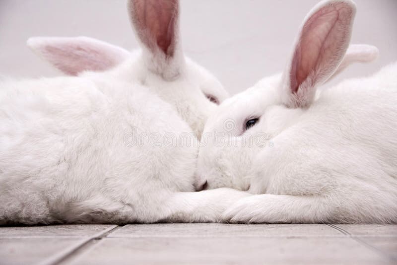 Two Rabbits Lying Close Together. Stock Photo - Image of animal ...