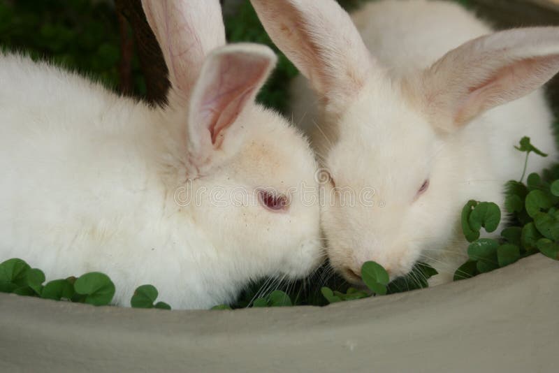 Two Cute White Rabbits in a Plant Pot. Stock Image - Image of ears ...