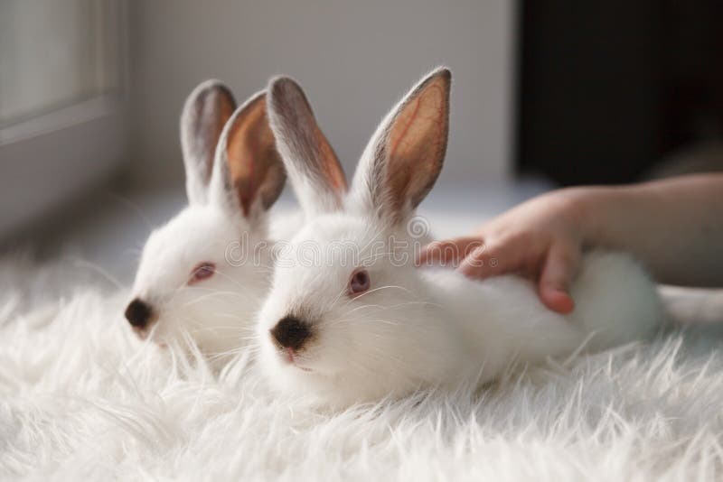 Two Cute White Rabbits on the Windowsill Stock Image - Image of pretty ...