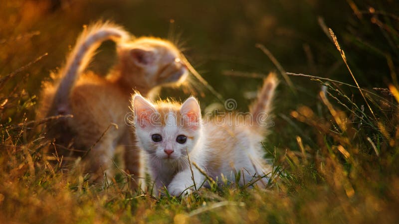 Two Cute Young Baby Red Kitten on a Beautiful Light Stock Photo - Image ...