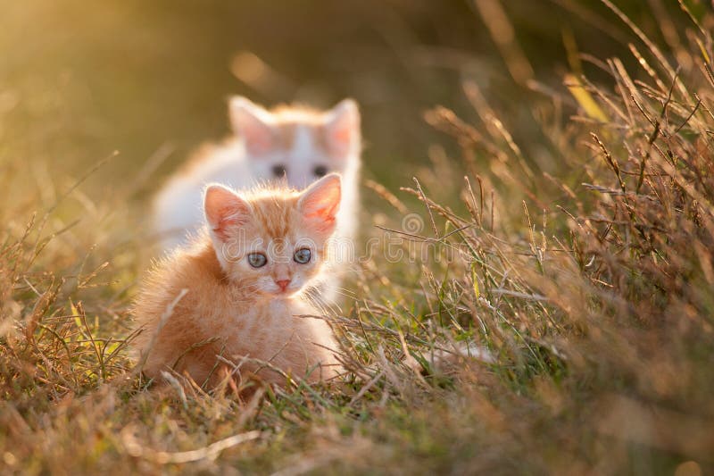 Two Cute Young Baby Red Kitten on a Beautiful Light Stock Image - Image ... Two Cute Young Baby Red Kitten on a Beautiful Light Stock Image - Image ...