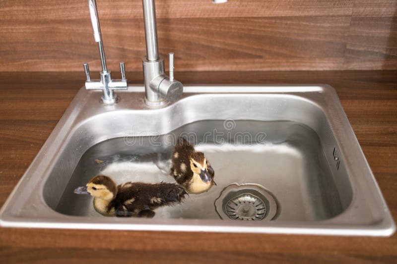 Two Cute Ducklings in Kitchen Sink. Stock Image - Image of adorable ...