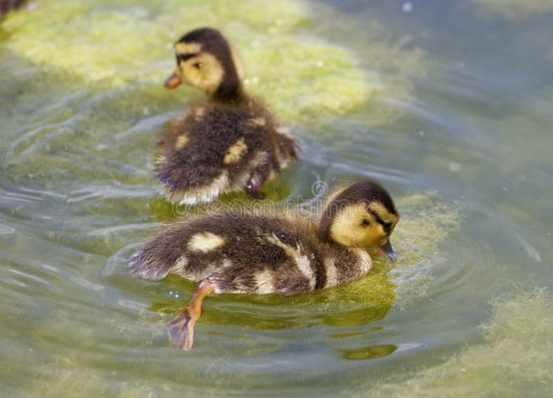 Two Cute Young Ducks are Swimming Together Stock Photo - Image of ...