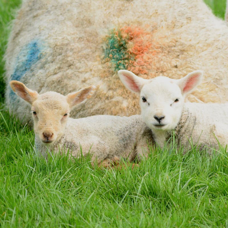 Two cute young lambs stock image. Image of rural, cute - 88754463
