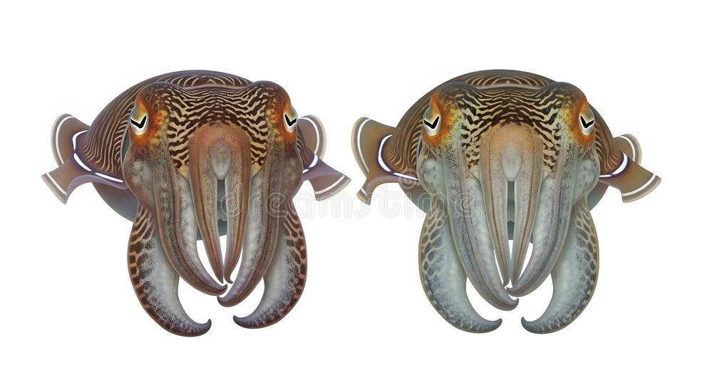 Two Cuttlefish Facing Forward on White Background, Ai Generated Stock ...