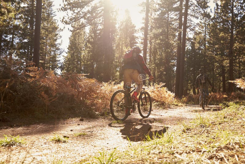 Two Cyclists Biking on a Forest Trail, Backlit, Back View Stock Image ...