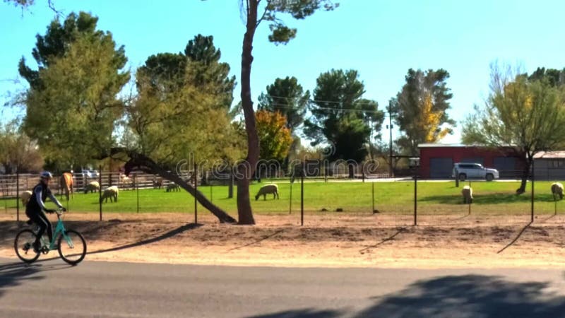 Two Cyclists Passing Farm Field with Sheep and Horse Stock Footage ...
