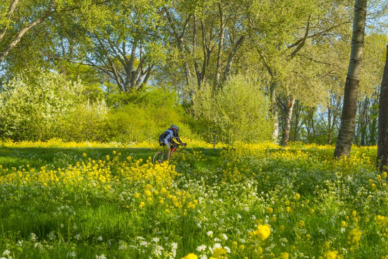 Two Cyclists on a Path Along Trees in a Green Field with Grass and ...