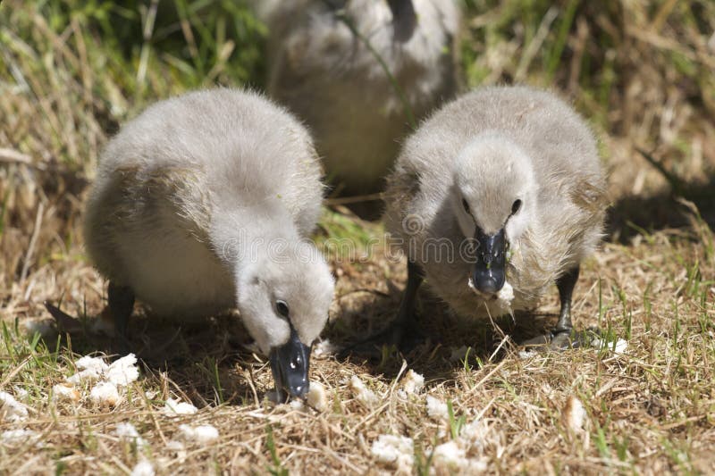 Two Cygnets stock image. Image of australia, wildlife - 13038279