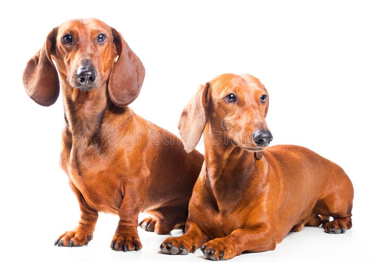 Two Dachshund dogs stock photo. Image of canine, teckel - 23244776
