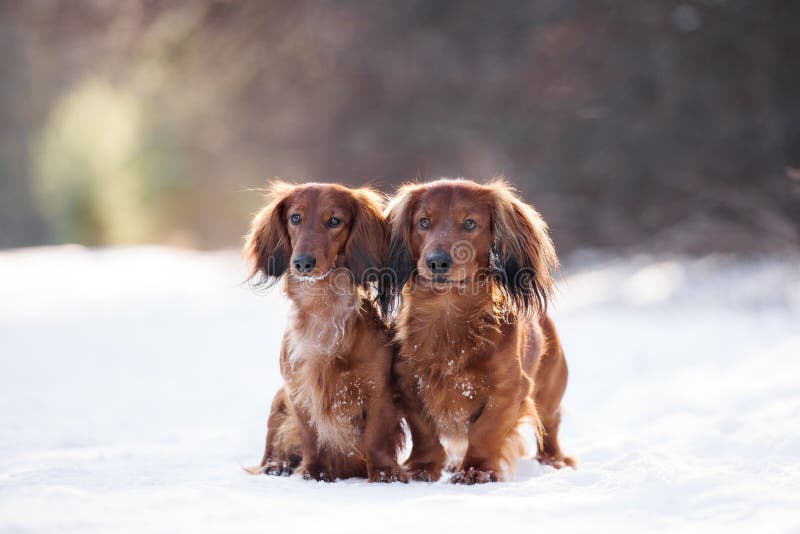 Two Dachshund Dogs Posing Outdoors in Winter Stock Photo - Image of ...