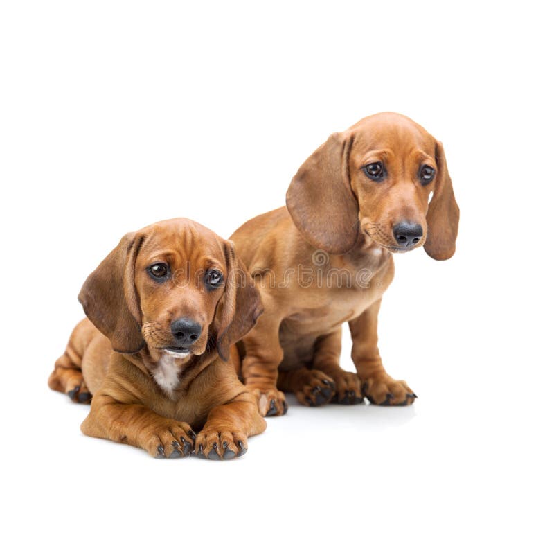 Two Dachshund Puppies / Isolated Stock Image - Image of playful ...