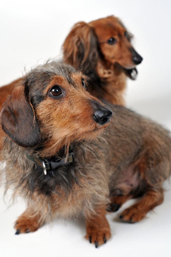 Two dachshunds stock image. Image of brown, portrayed - 24159313