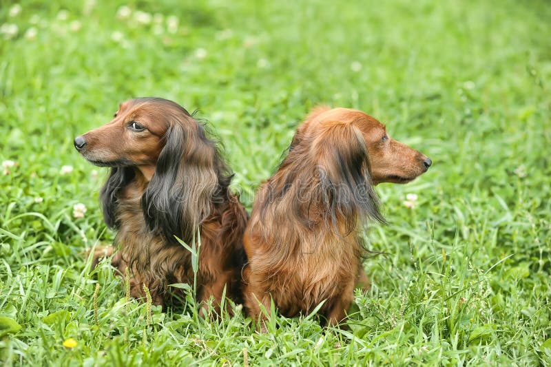 Two dachshunds stock image. Image of protection, small - 26109559