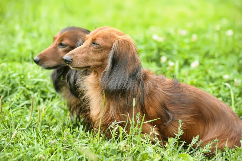 Two dachshunds stock image. Image of adult, friend, domestic - 26109701