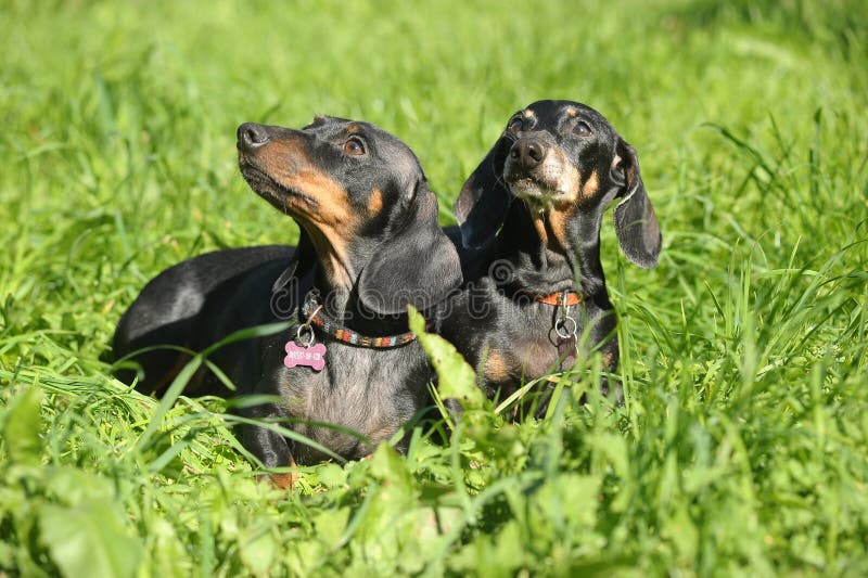 Two dachshunds stock image. Image of obedient, portrait - 26498759