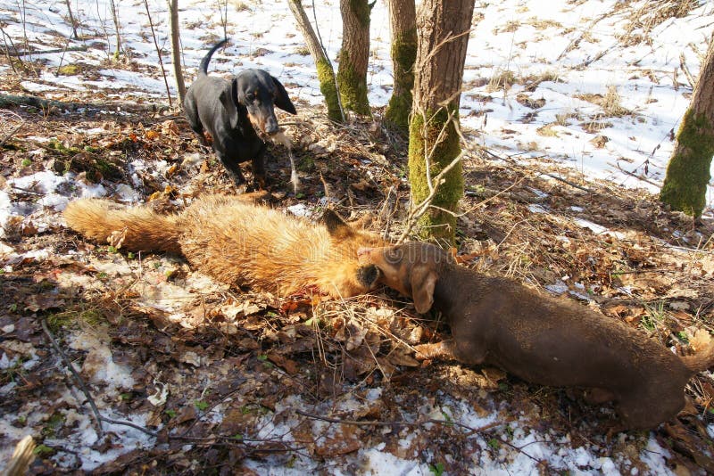 Two Dachshunds Bite Fox on Hunt Stock Image - Image of bite, brown ...
