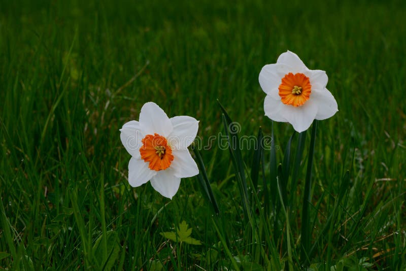 Two Daffodils on a Dark Green Background Stock Photo - Image of ...