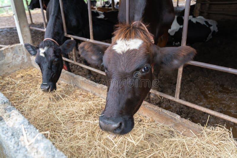 Two Dairy Cow Eating Hay Straw in Farm Looking at the Camera Stock ...