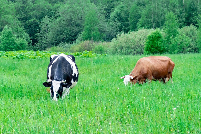 Two Dairy Cows Grazing on Pasture, Meadow Stock Photo - Image of ...