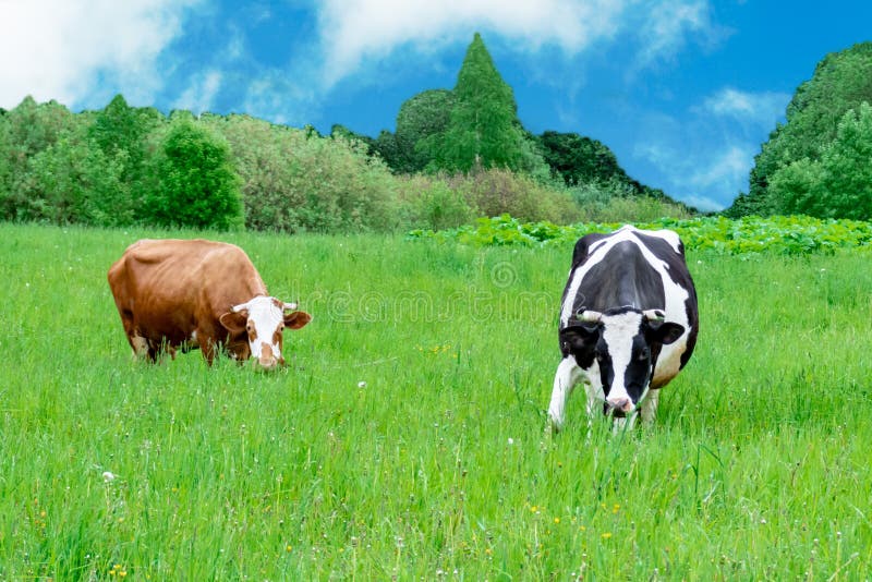 Two Dairy Cows Grazing on Pasture, Meadow Stock Photo - Image of green ...