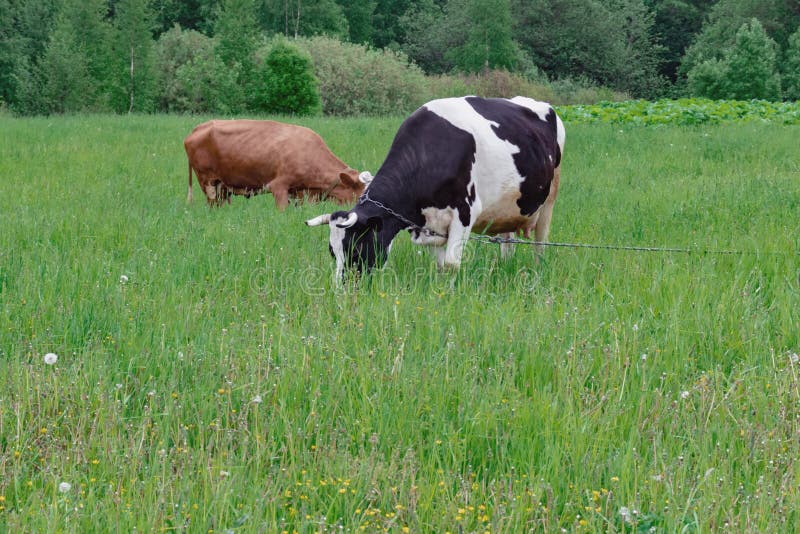 Two Dairy Cows Grazing on Pasture, Meadow Stock Photo - Image of female ...