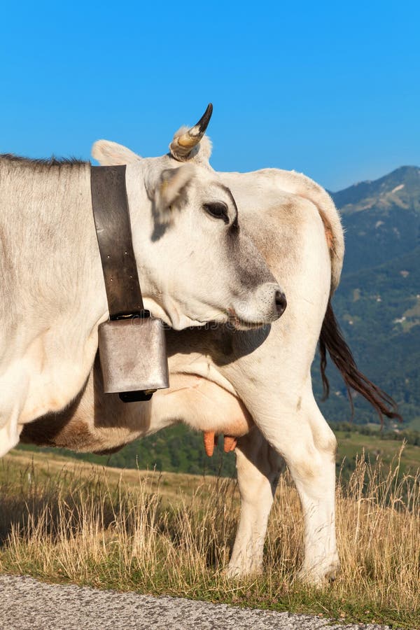 Two dairy cows stock photo. Image of field, environment - 58928882