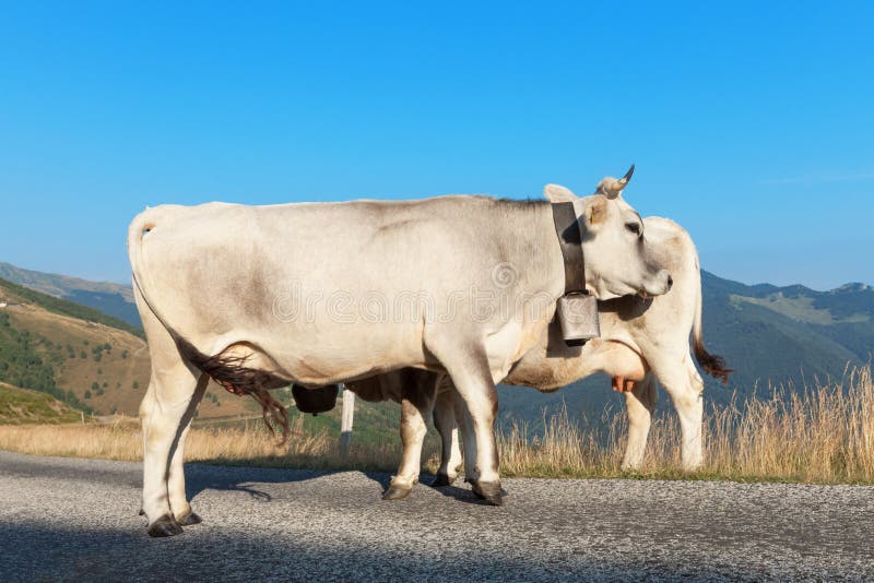 Two dairy cows stock image. Image of farming, muzzle - 59347343
