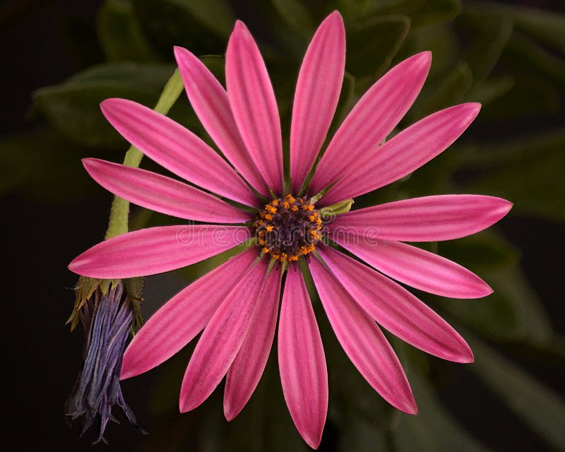 The two daise stock photo. Image of pink, violet, flying - 111121322