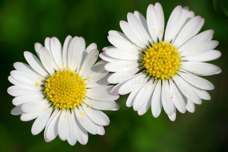 Two daises stock photo. Image of smell, daisy, petals - 2280908