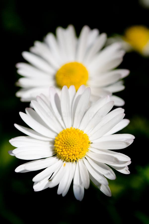 Three Daisy s stock photo. Image of simple, daisies, flowers - 2687436