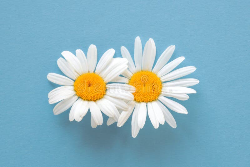 Two Daisies on a Blue Background, Close-up Stock Photo - Image of herb ...