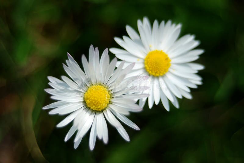 Two Daisies stock image. Image of abstraction, outdoors - 65348395