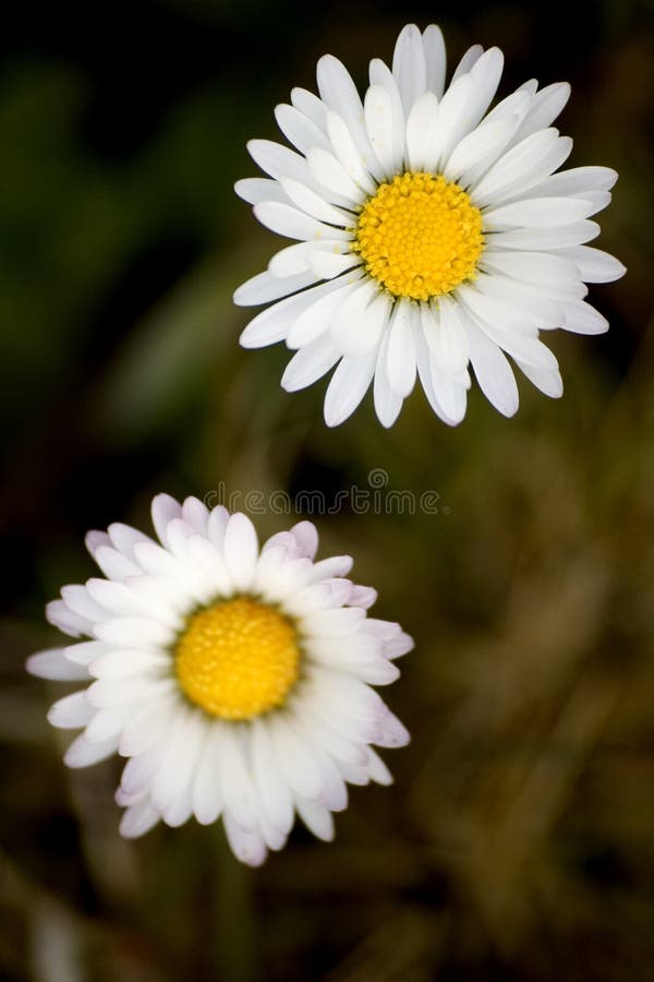 Two daisies flowers stock photo. Image of nature, bloom - 4308606