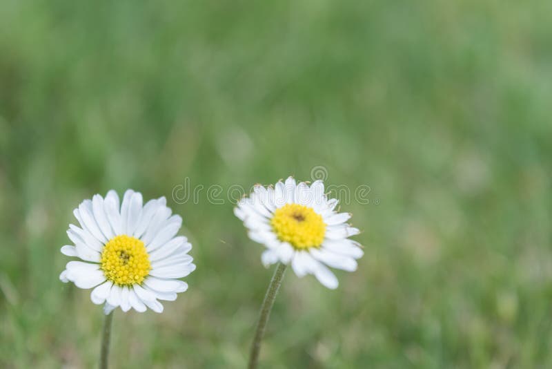 Two daisies in a garden stock photo. Image of grass, blossom - 96719318