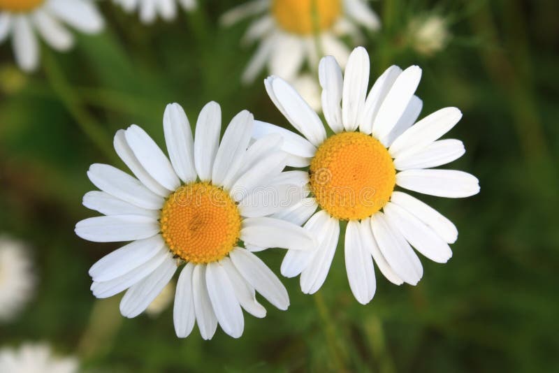 Two daisies stock image. Image of ingredient, sumeer - 56451063