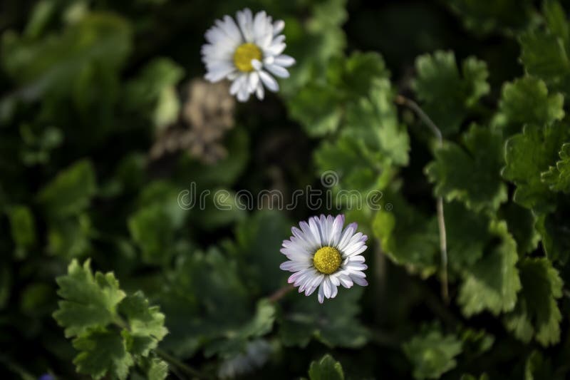 Two Daisies, Spring Mood, Happyness Stock Photo - Image of field ...