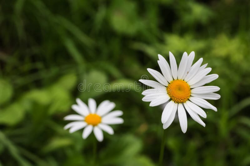 Two of Daisy Flower Growing Stock Photo - Image of floral, daisies ...
