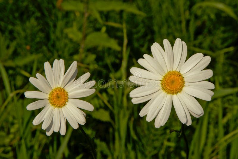 Two Daisy Flowers in the Grass - Bellis Perennis Stock Image - Image of ...